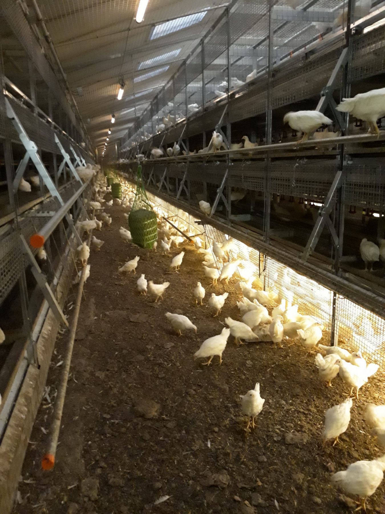 Poultry - Scan-Air | An optimal climate in your poultry barn