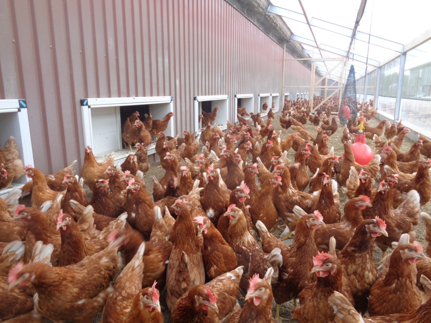 Pluimvee - Scan-Air | Een optimaal stalklimaat in uw pluimvee stal