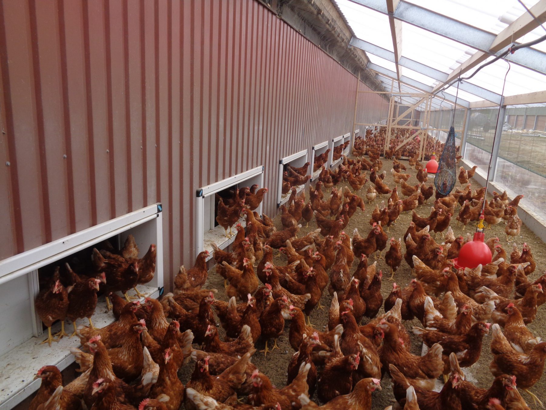 Pluimvee - Scan-Air | Een optimaal stalklimaat in uw pluimvee stal